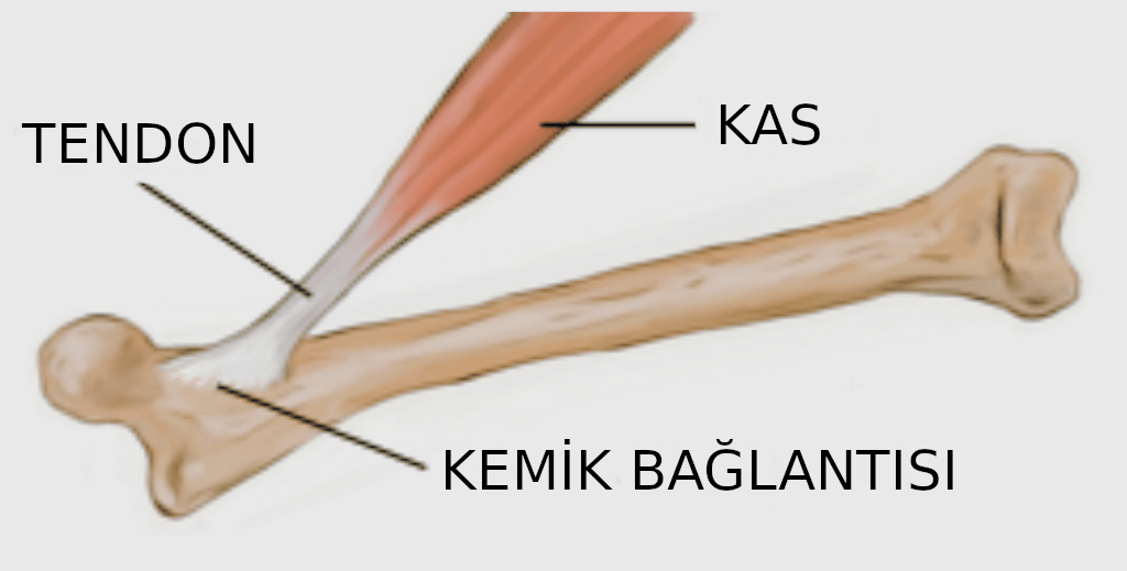 Tendon Nedir 